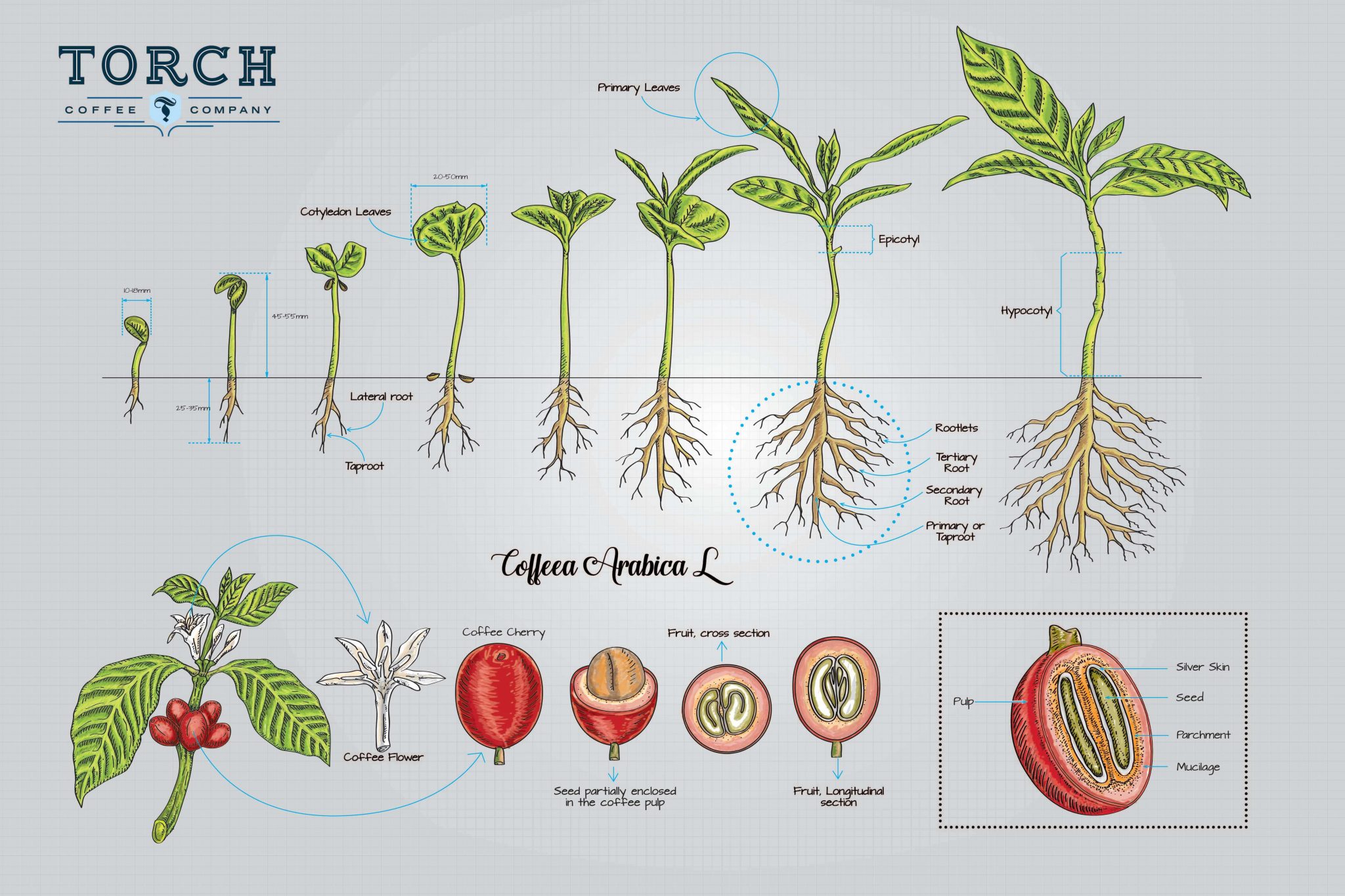 Coffee - Origin And Varieties