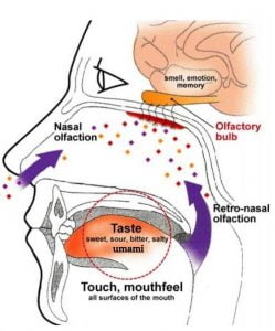 Flavour And Its Impact On Our Lives. Why Does Taste Matter?